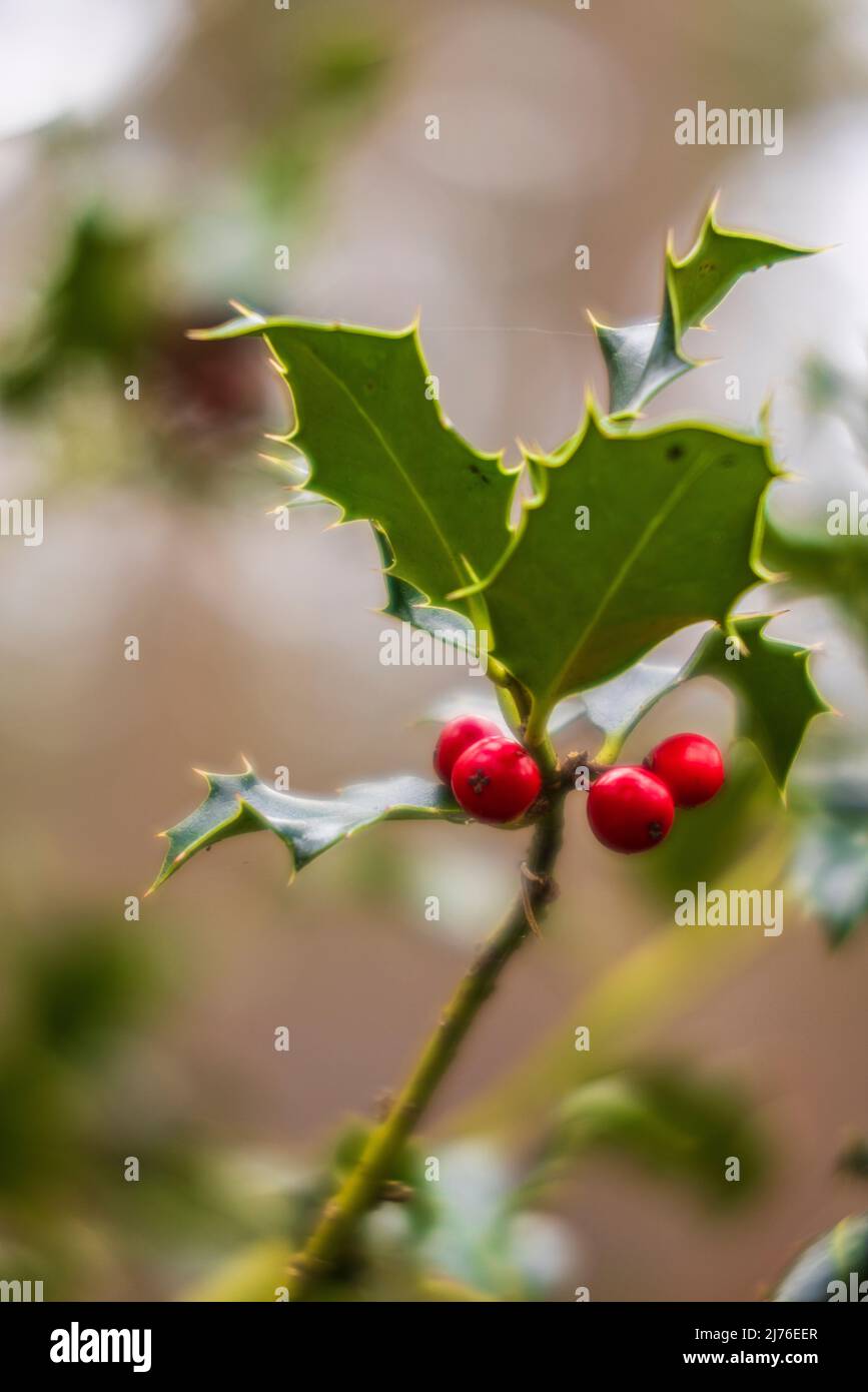 Holly plant in forest hi-res stock photography and images - Alamy