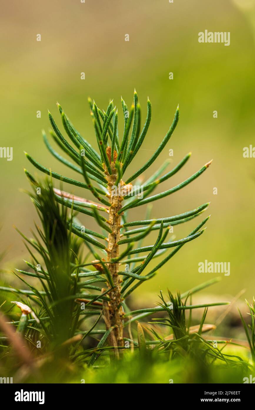 Young Scots pine, Pinus sylvestris, close up, pine seedling Stock Photo ...