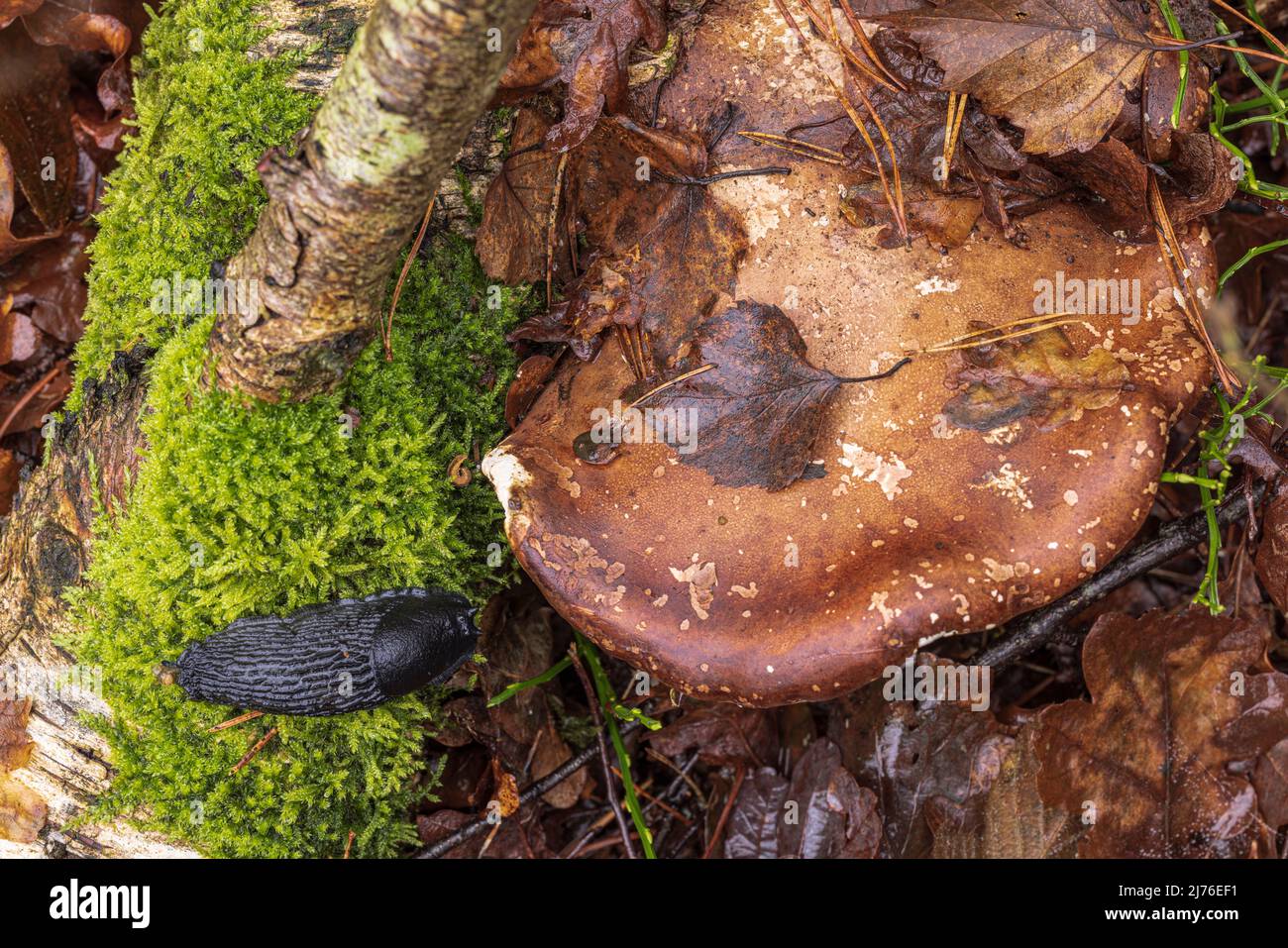 Birch polypore on dead wood Stock Photo - Alamy
