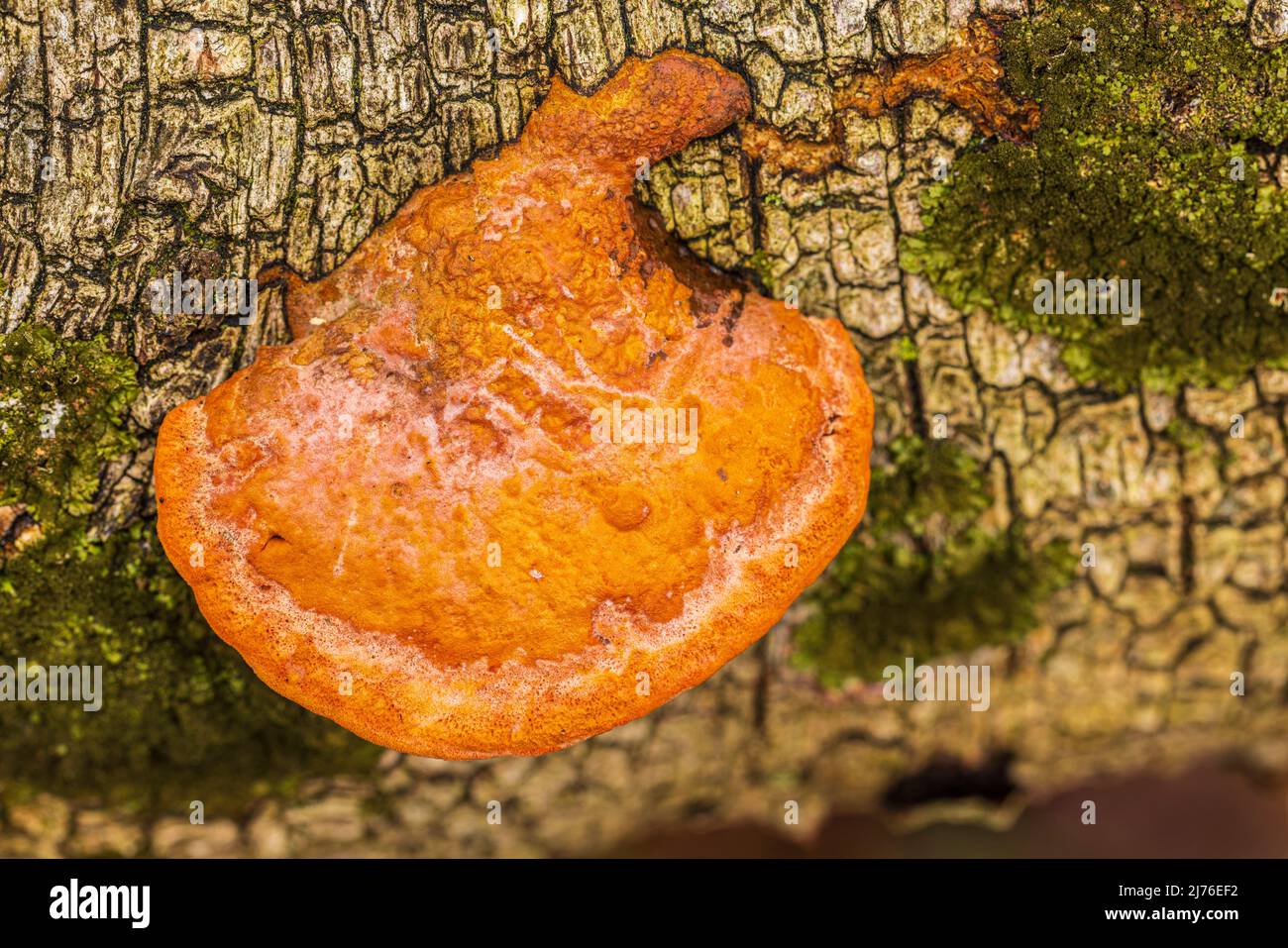 Northern cinnabar sponge (Pycnoporus cinnabarinus) or cinnabar red mead ...
