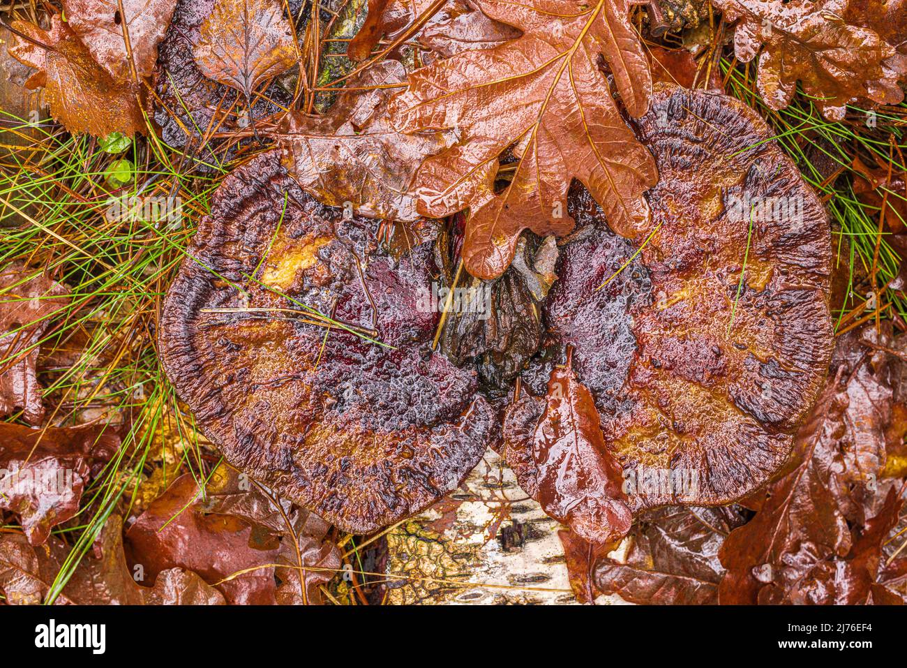 Birch polypore on dead wood Stock Photo - Alamy