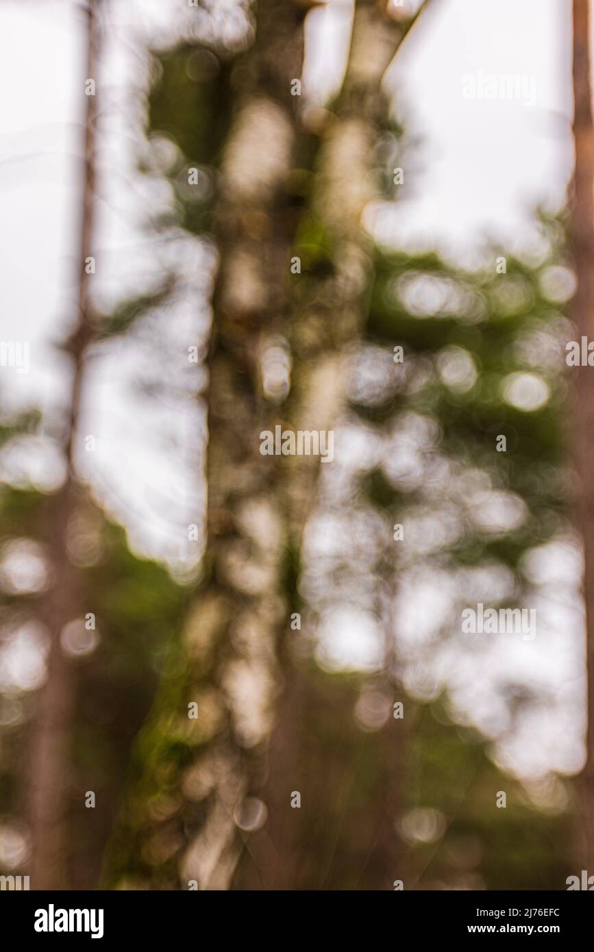 Abstract trees hi-res stock photography and images - Alamy
