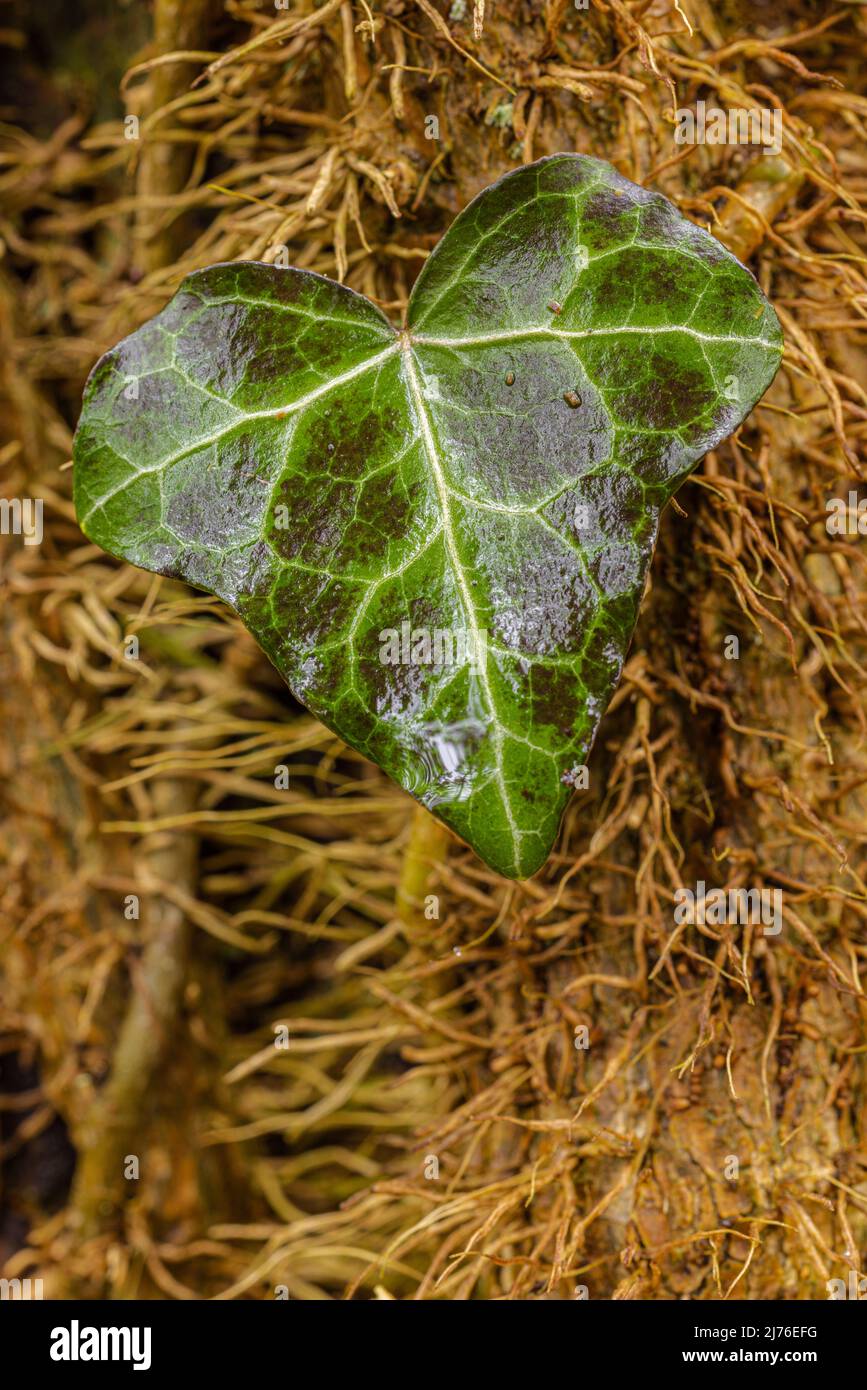 Common ivy, leaf, Hedera helix on bark Stock Photo - Alamy