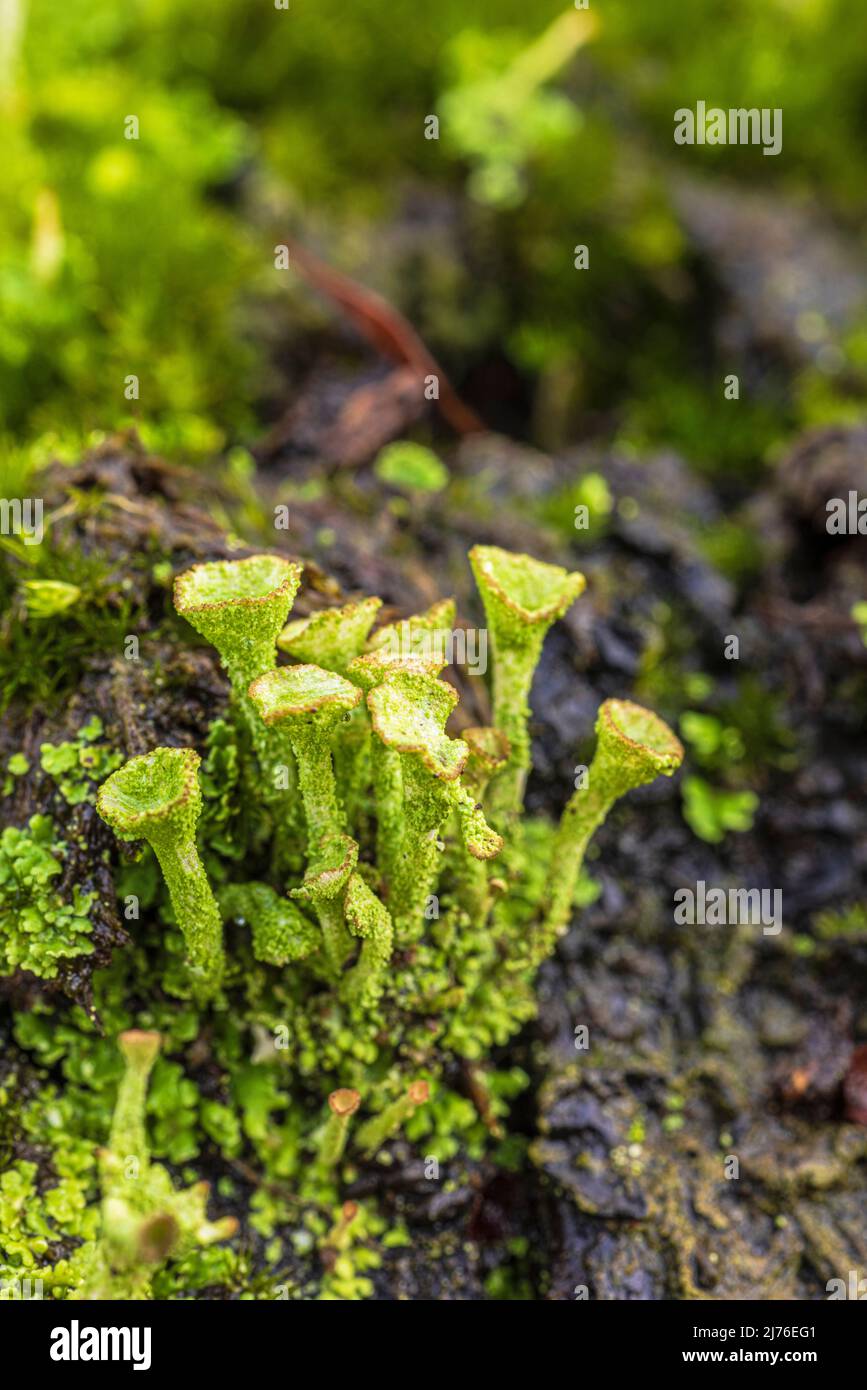 Close-up of the trumpet lichen, Cladonia fimbriata, in winter on a tree ...
