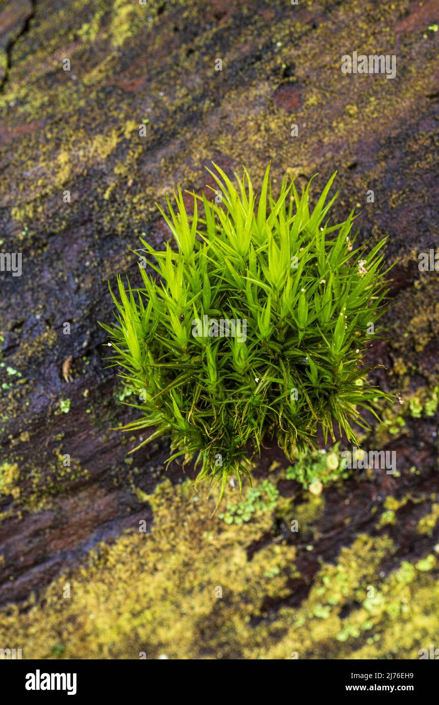 Forest life photography hi-res stock photography and images - Alamy