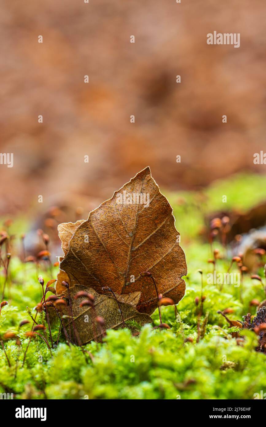 Sporopytes of golden maidenhair moss with fruiting bodies hi-res stock ...