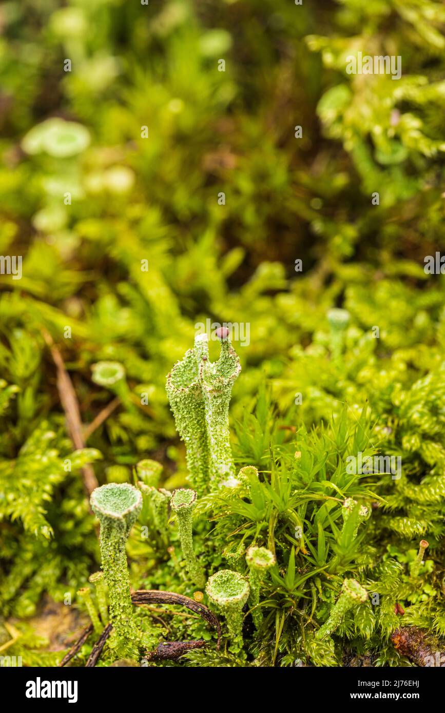 Cladonia fimbriata hi-res stock photography and images - Alamy