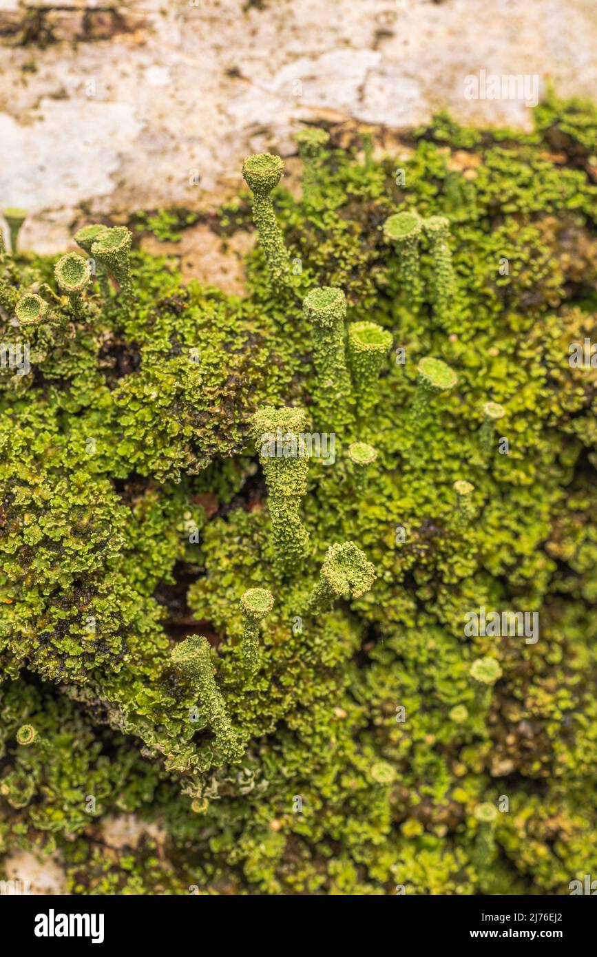 Lichen tree winter hi-res stock photography and images - Alamy