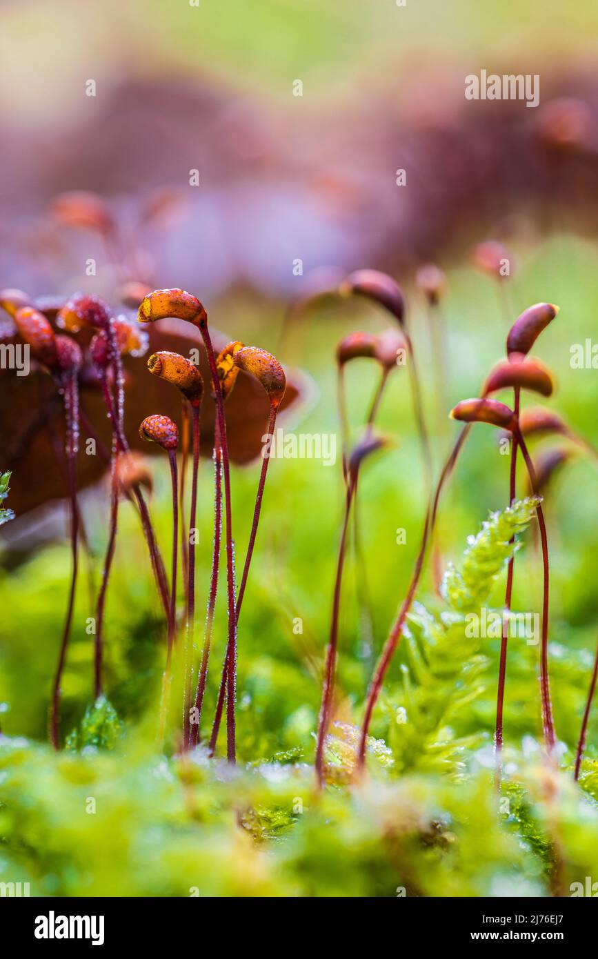 Sporopytes of golden maidenhair moss with fruiting bodies hi-res stock ...