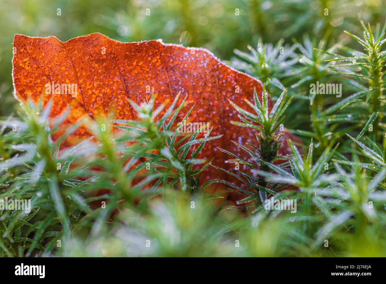 Fallen leaf on forest floor, nature in detail, forest still life Stock ...