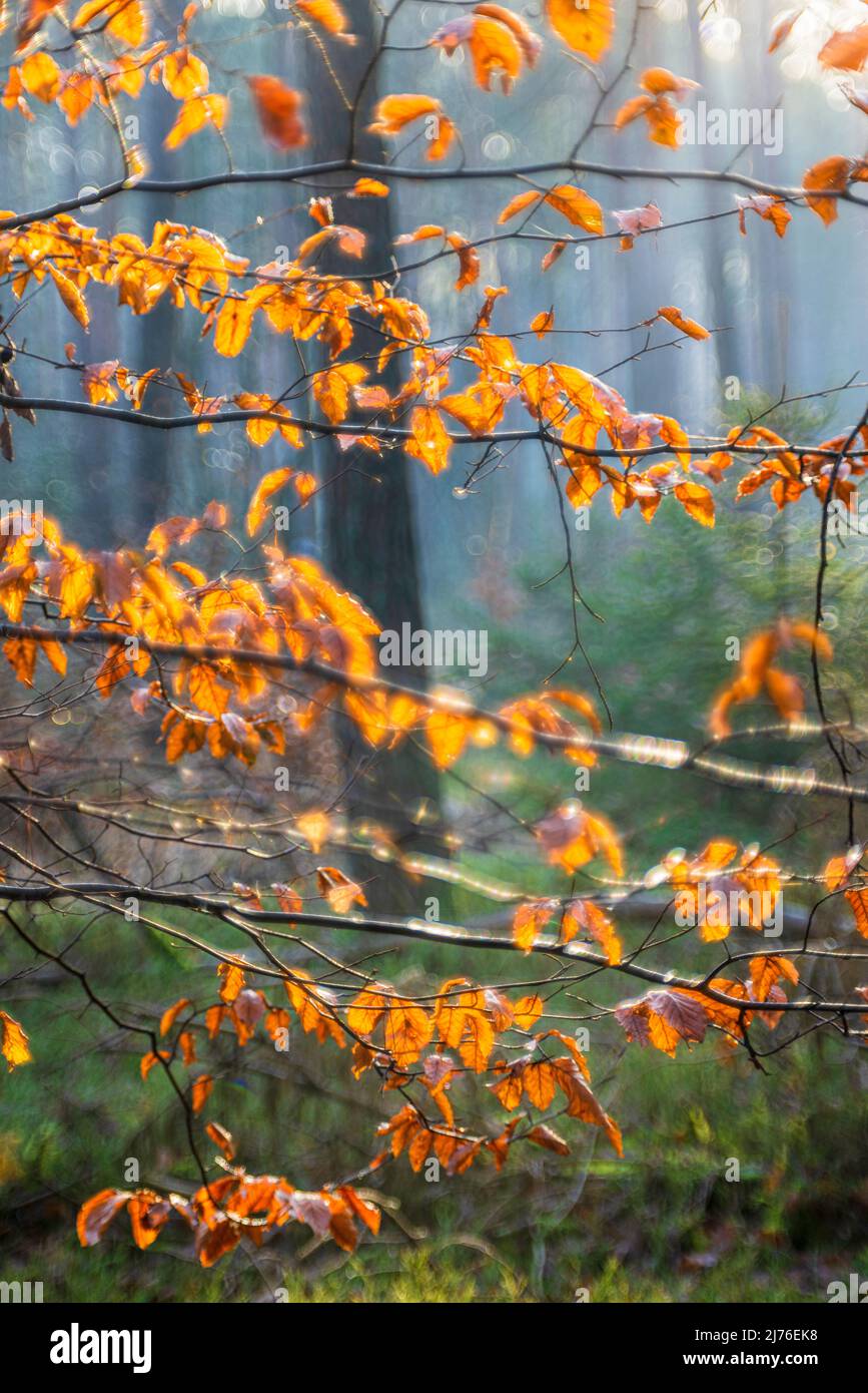 Tree turning colors hi-res stock photography and images - Alamy