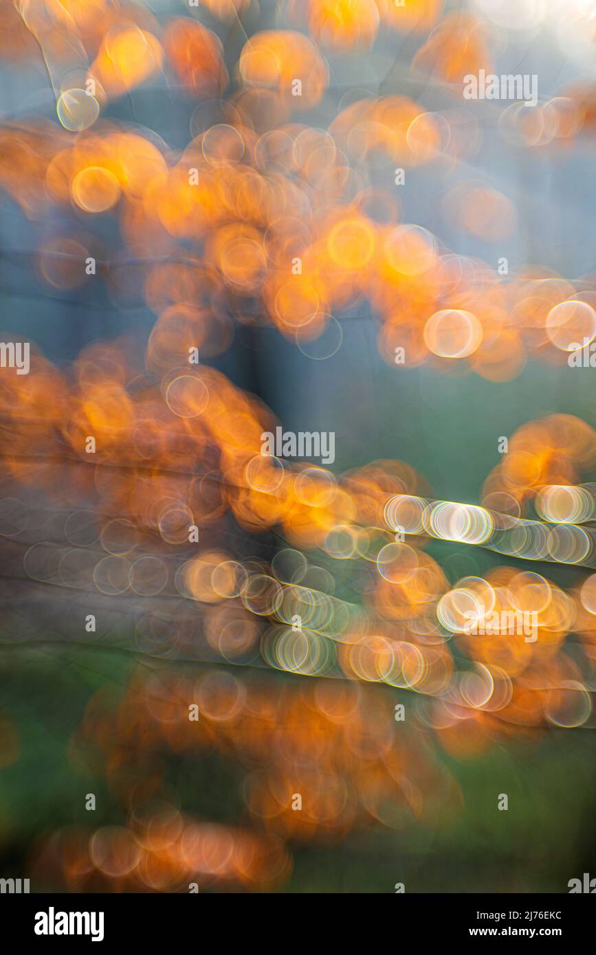 Abstract trees hi-res stock photography and images - Alamy