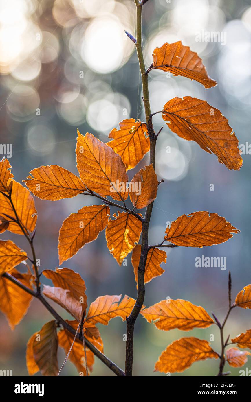 Tree turning colors hi-res stock photography and images - Alamy