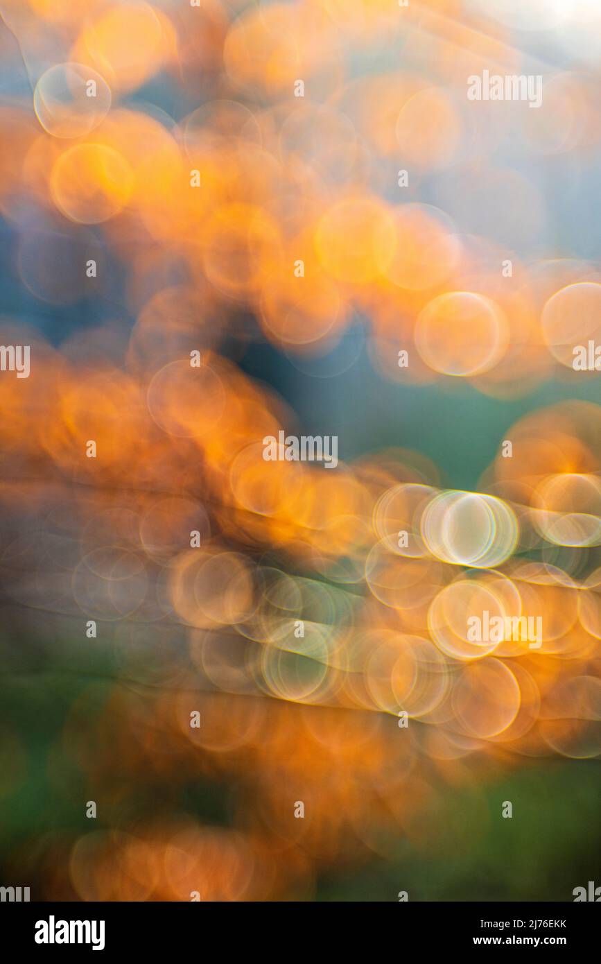 Abstract trees hi-res stock photography and images - Alamy