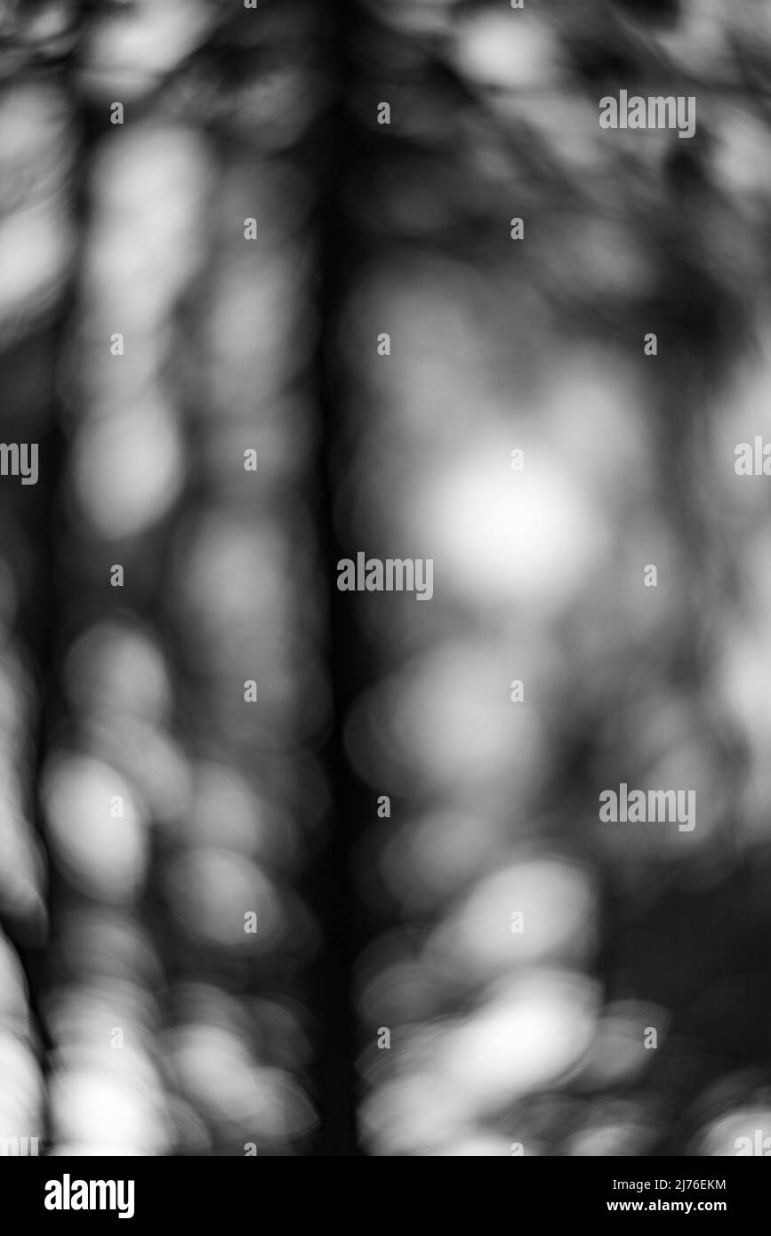 Wallpaper of trees Black and White Stock Photos & Images - Alamy