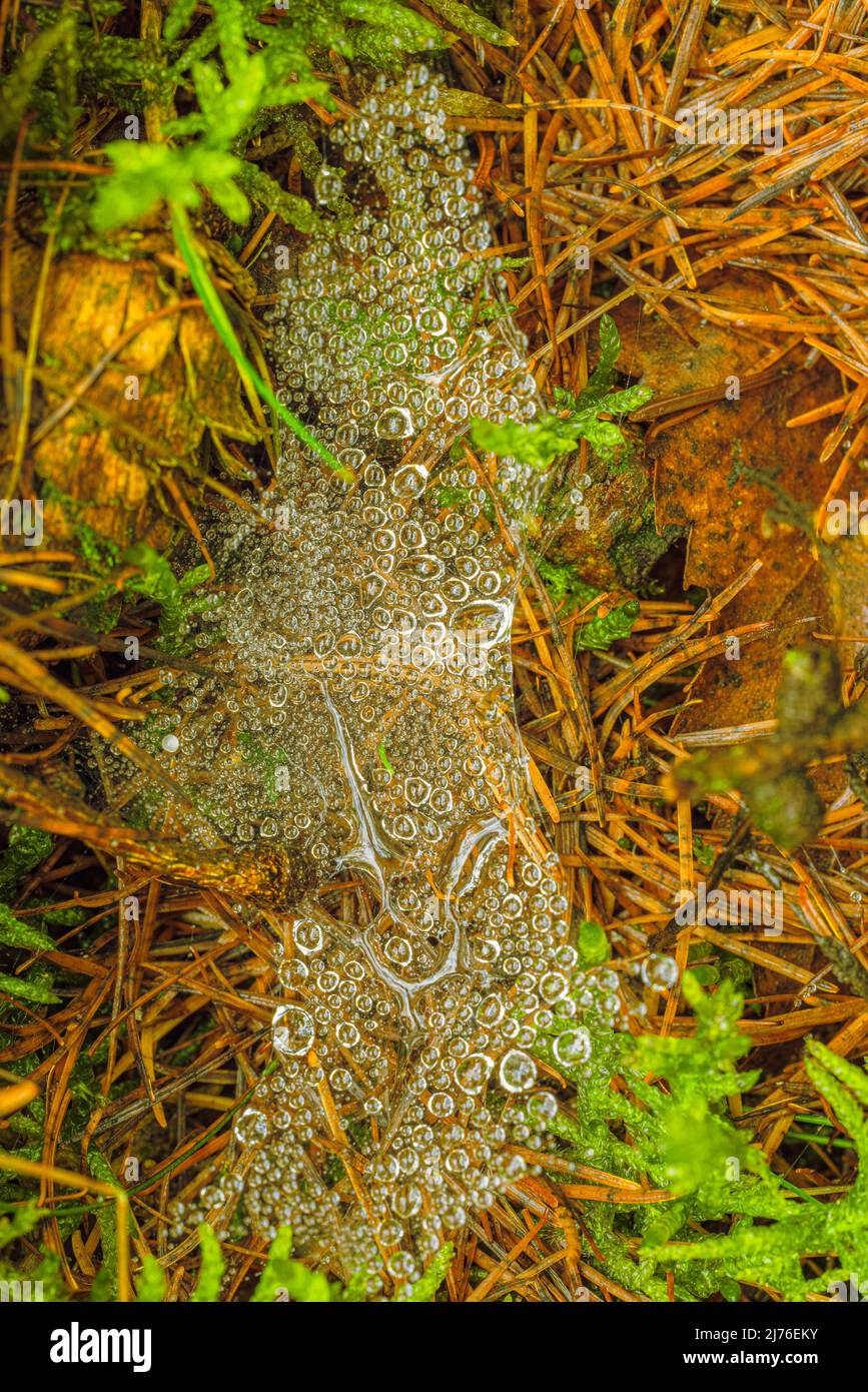 Spider web with dew drops on moss Stock Photo - Alamy