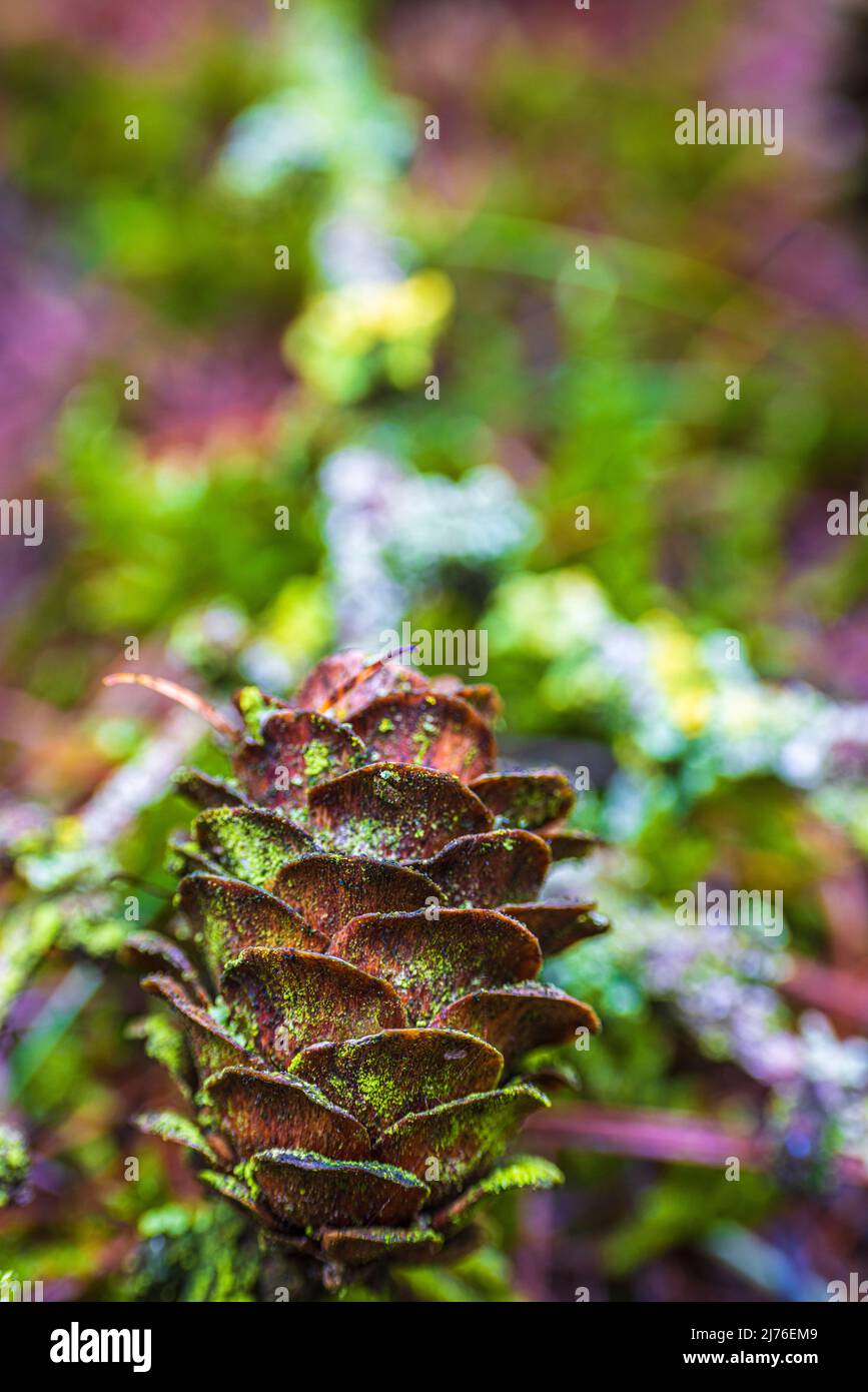 Larch cone, forest still life, nature in detail Stock Photo - Alamy
