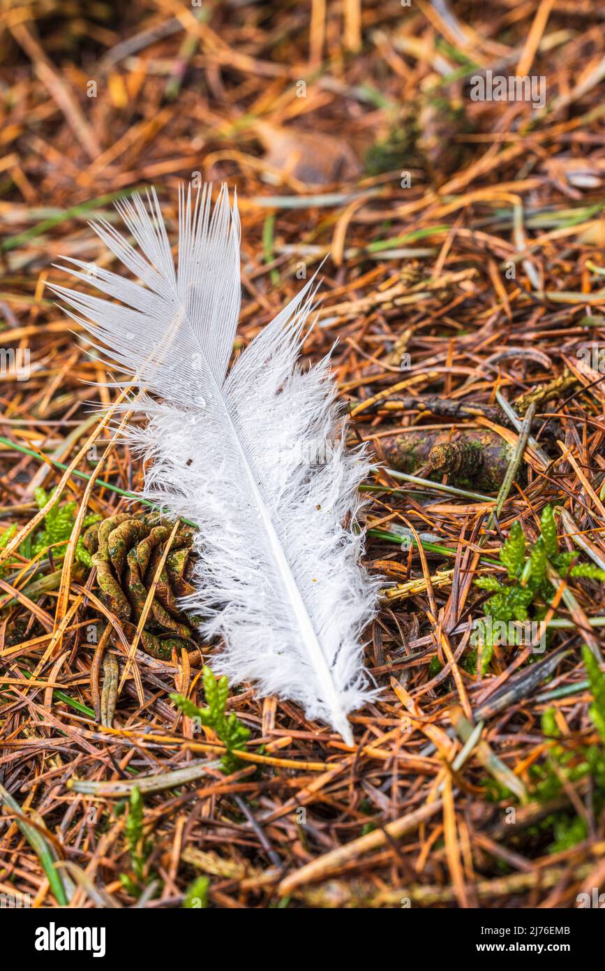 Forest floor bird hi-res stock photography and images - Alamy