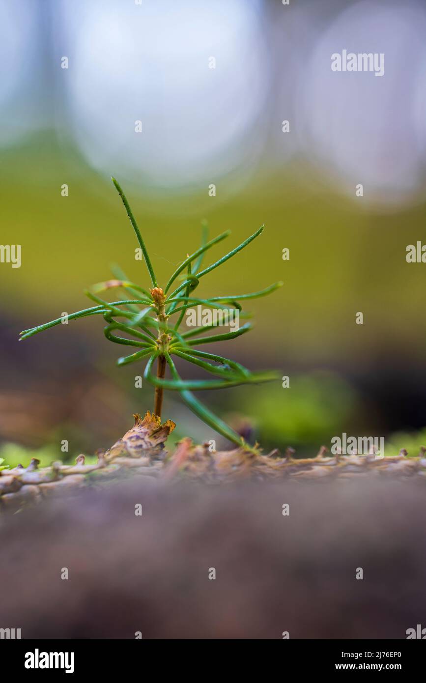 Pine seedling soil hi-res stock photography and images - Alamy