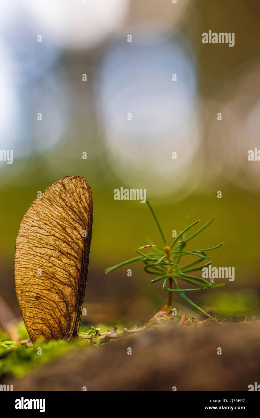 Young Scots pine, Pinus sylvestris, close up, pine seedling, maple ...
