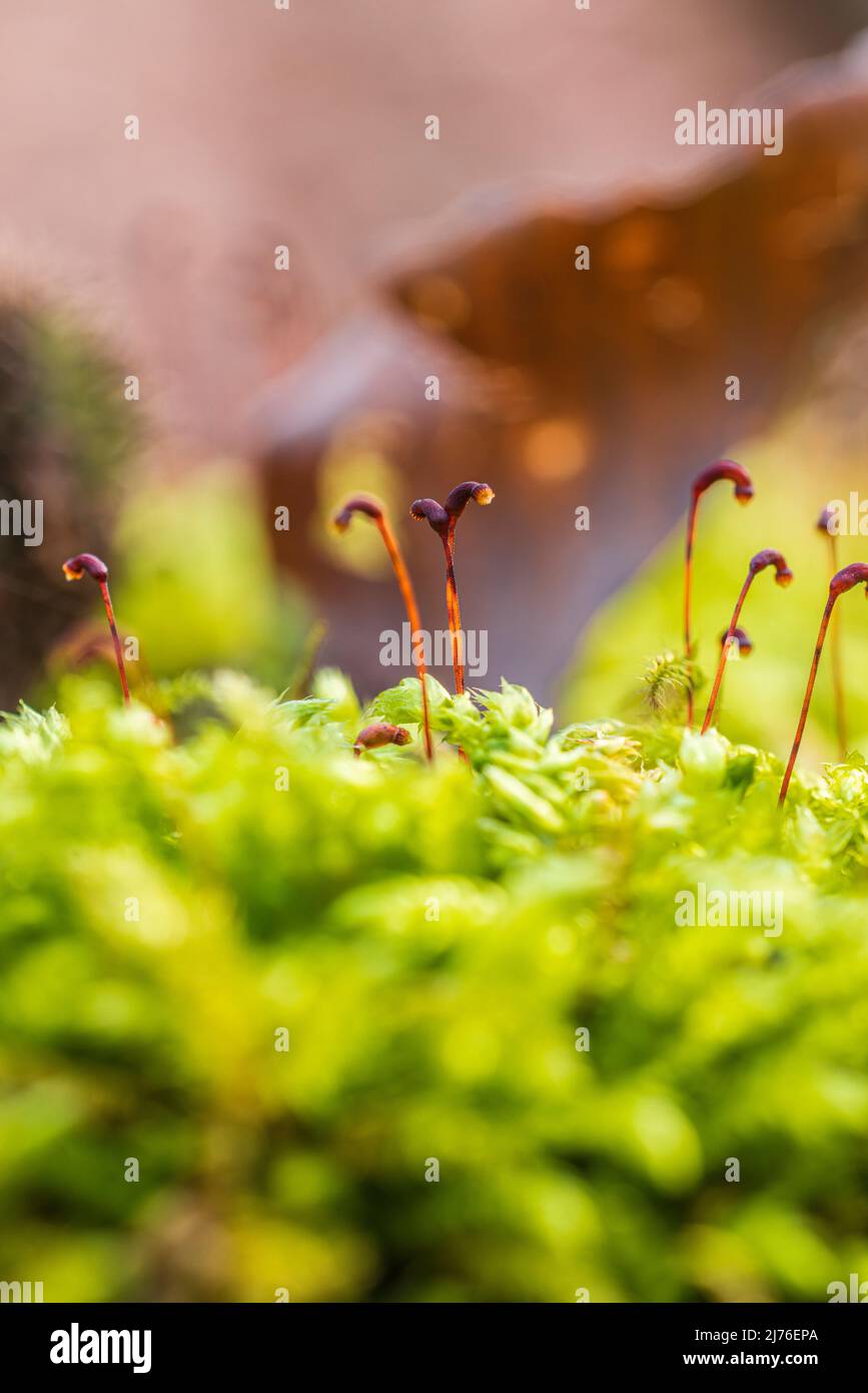 Sporopytes of golden maidenhair moss with fruiting bodies, Polytrichum ...