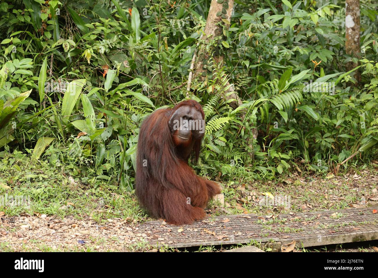 wildlife photography borneo orang utan Stock Photo - Alamy
