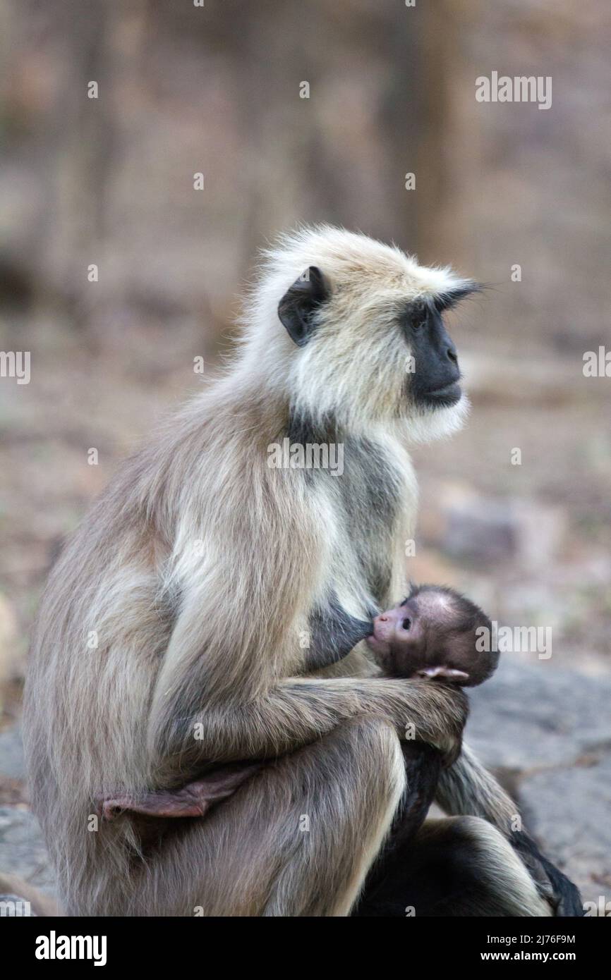 wildlife photography apes Stock Photo - Alamy