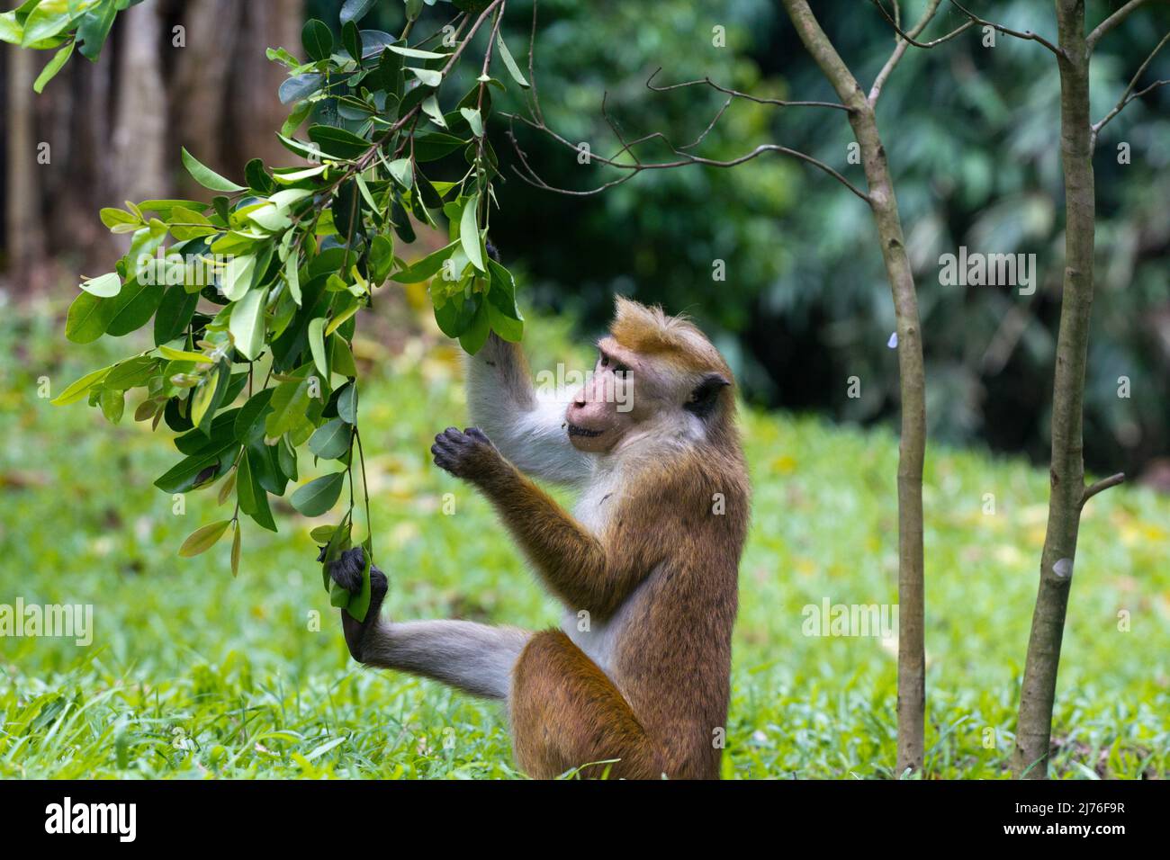 wildlife photography apes Stock Photo - Alamy