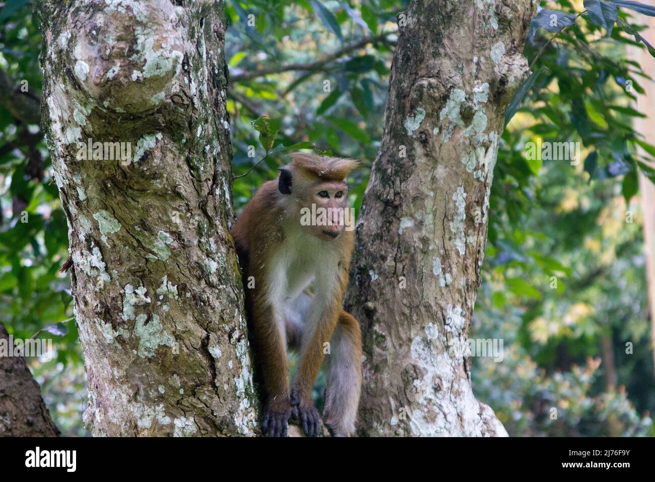 wildlife photography apes Stock Photo - Alamy