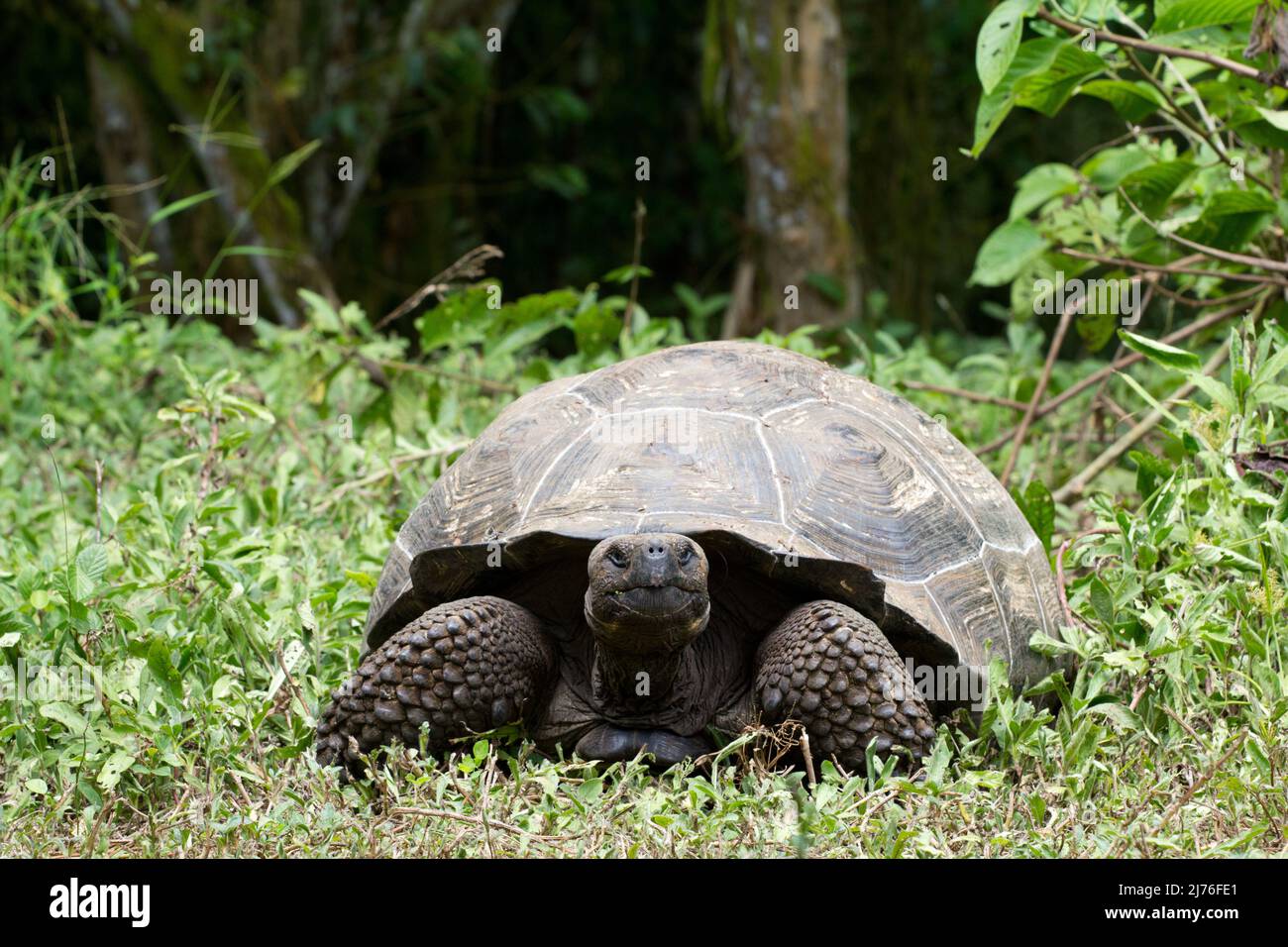 giant turtle Stock Photo - Alamy