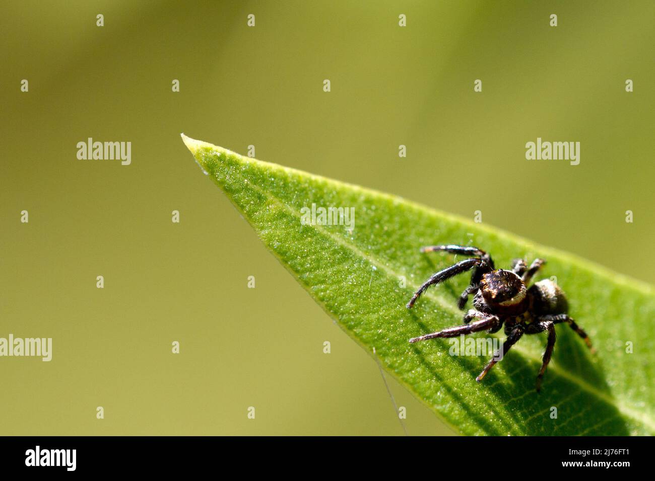 Minispider hi-res stock photography and images - Alamy