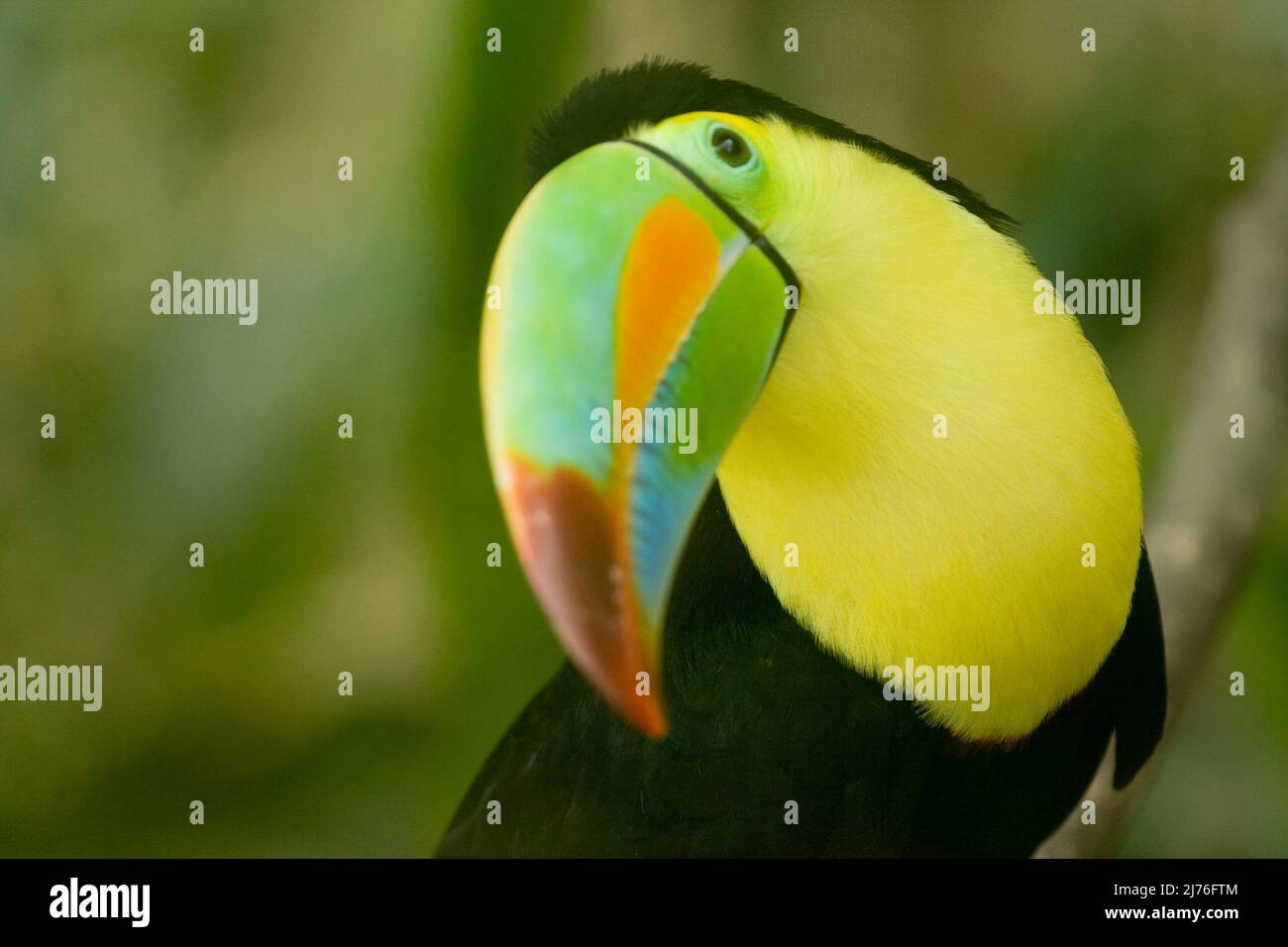 National bird of honduras hi-res stock photography and images - Alamy