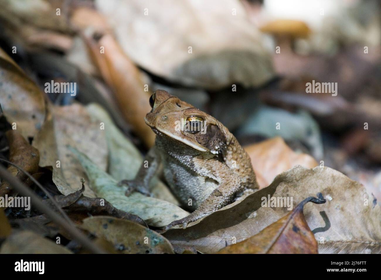 Frog in forest hi-res stock photography and images - Alamy