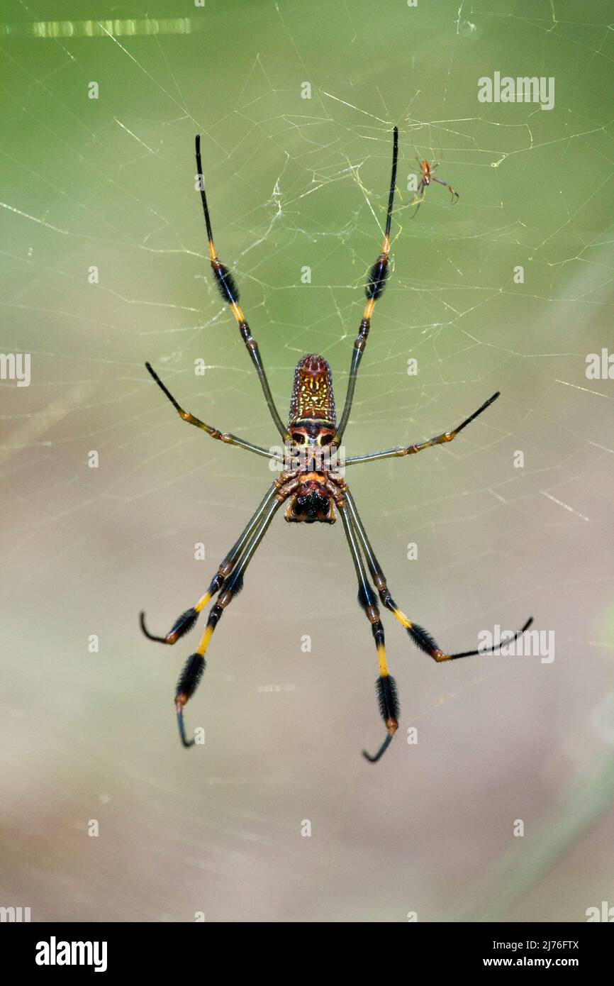 Honduras spider hi-res stock photography and images - Alamy