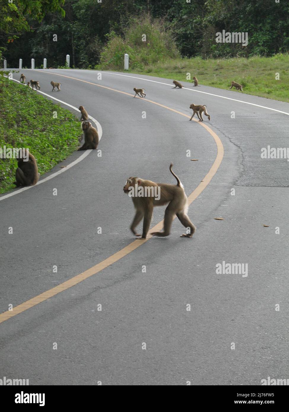 Apes of thailand hi-res stock photography and images - Alamy