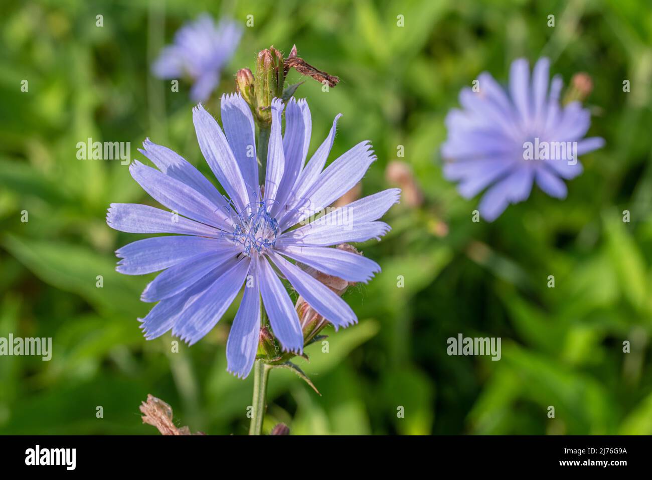 Chicory plant in blossom. Beautiful blue flowers close up. Nature ...
