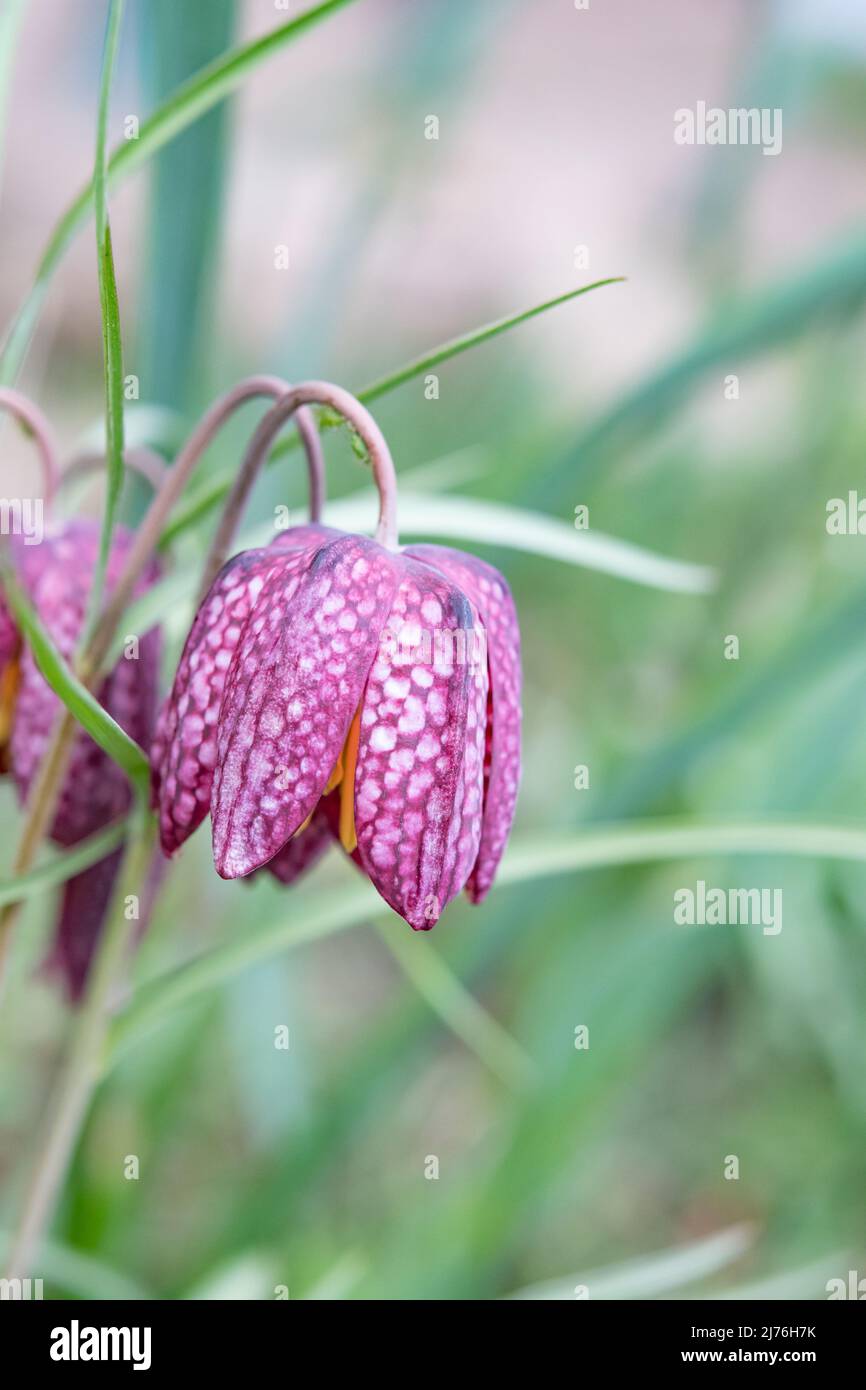 wild flower snakes head friltery Stock Photo - Alamy