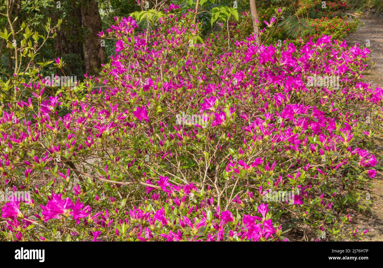 Evergreen azalea purple triumph, a vigorous broad spreading bush Stock ...