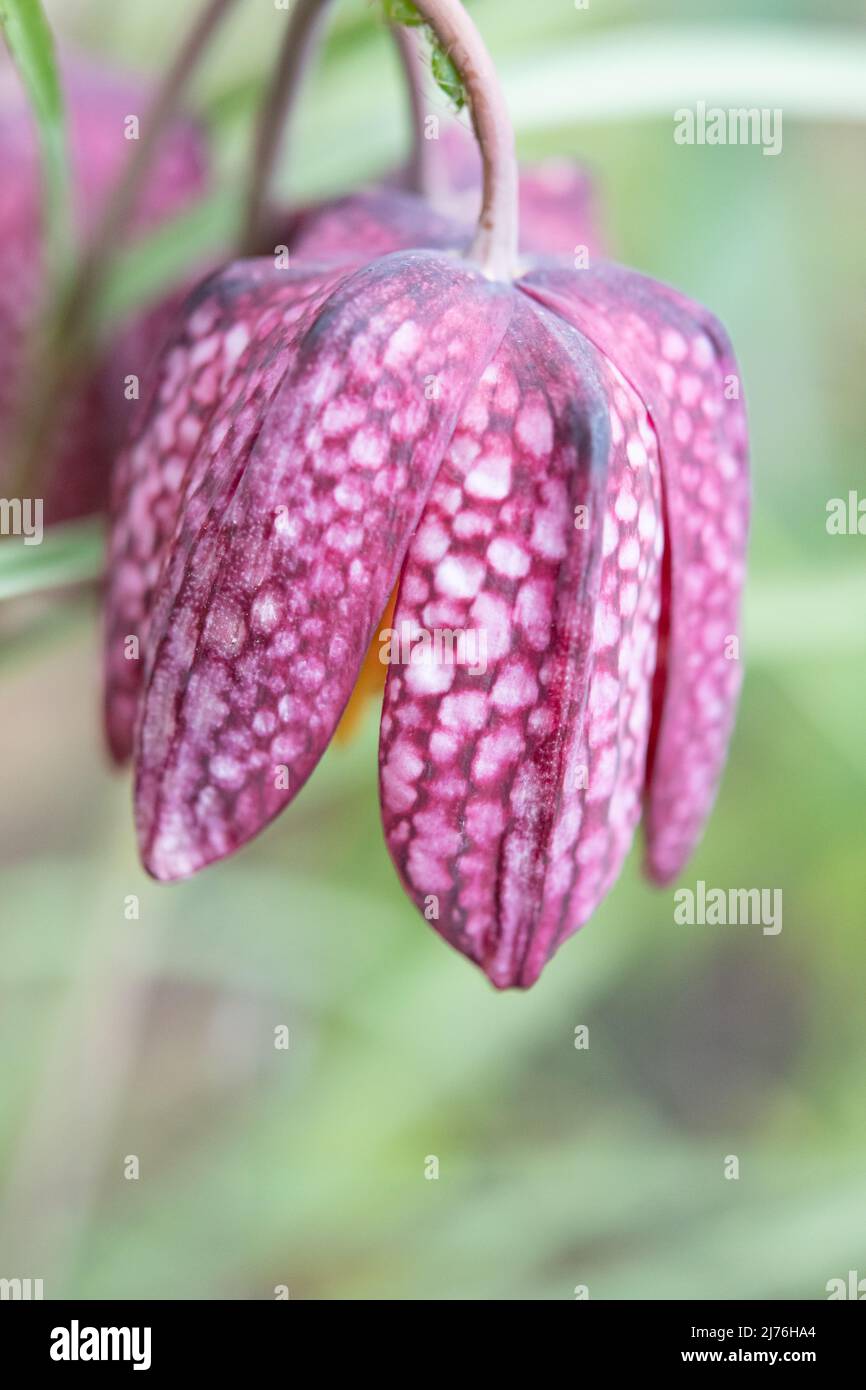 wild flower snakes head friltery Stock Photo - Alamy