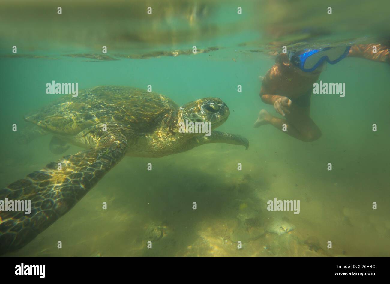 Giant sea turtle underwater in ocean Stock Photo - Alamy