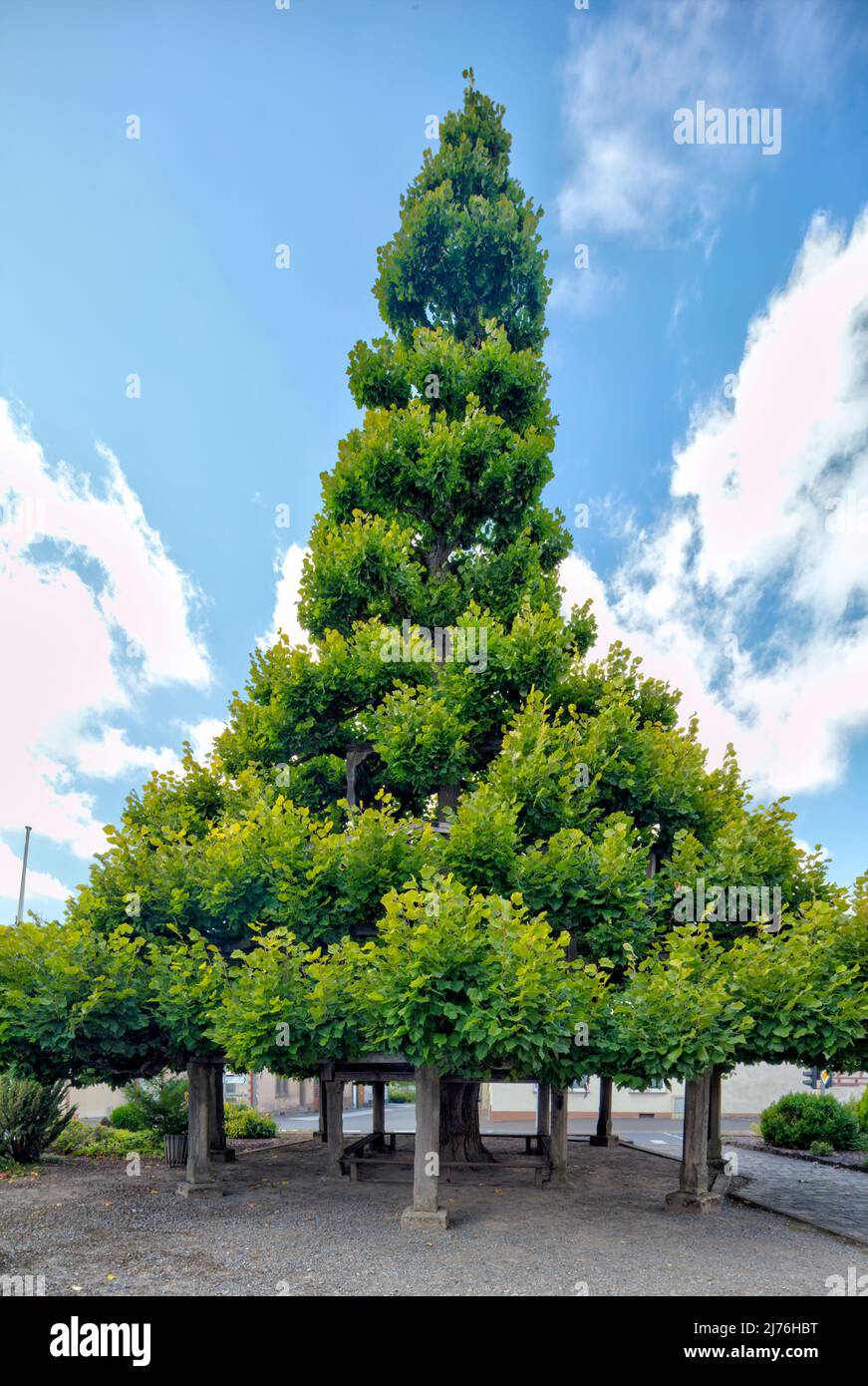 Stepped lime tree, Grettstadt, Franconia, Bavaria, Germany, Europe ...