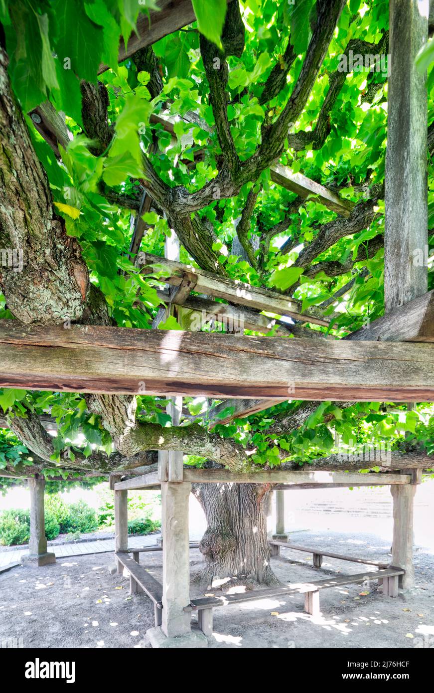 Stepped lime tree, Grettstadt, Franconia, Bavaria, Germany, Europe ...