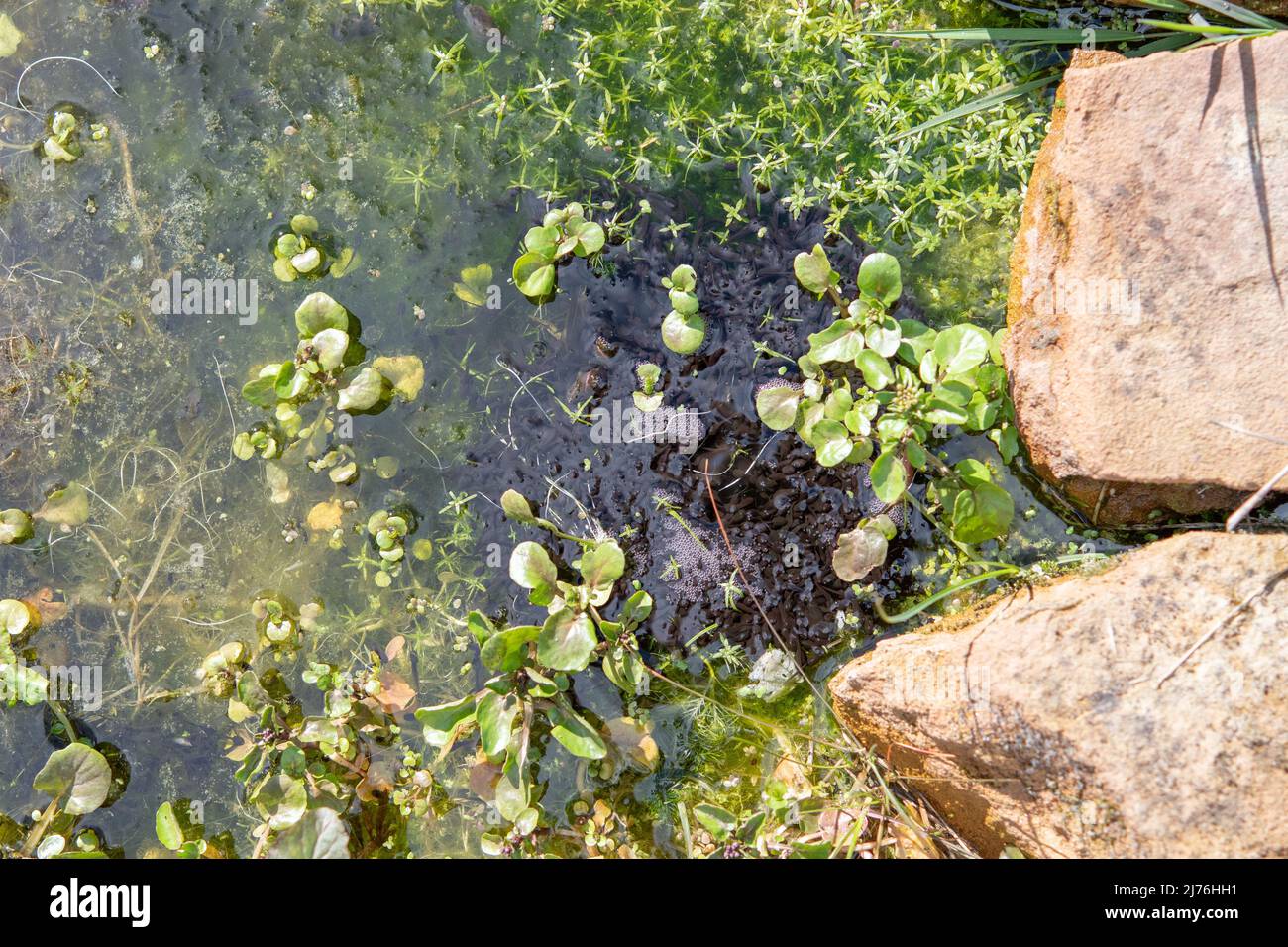 Tadpoles soaking uop the sun in a large group Stock Photo - Alamy