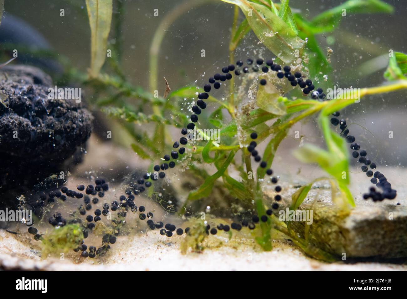 Toadspawn in the weeds Stock Photo - Alamy