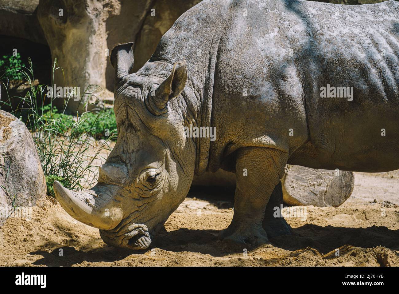 white rhinoceros with a sad expression Stock Photo - Alamy