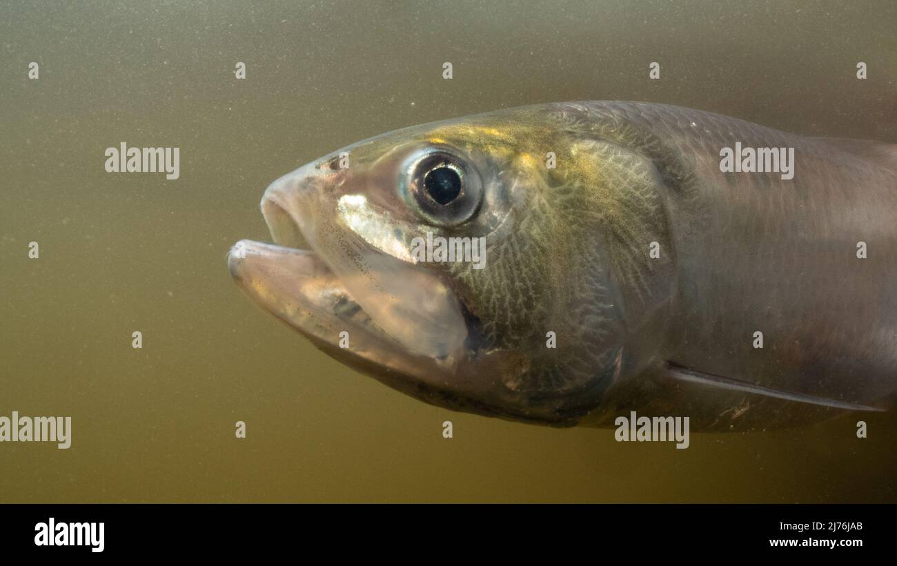 twaite shad on the river severn being released Stock Photo - Alamy