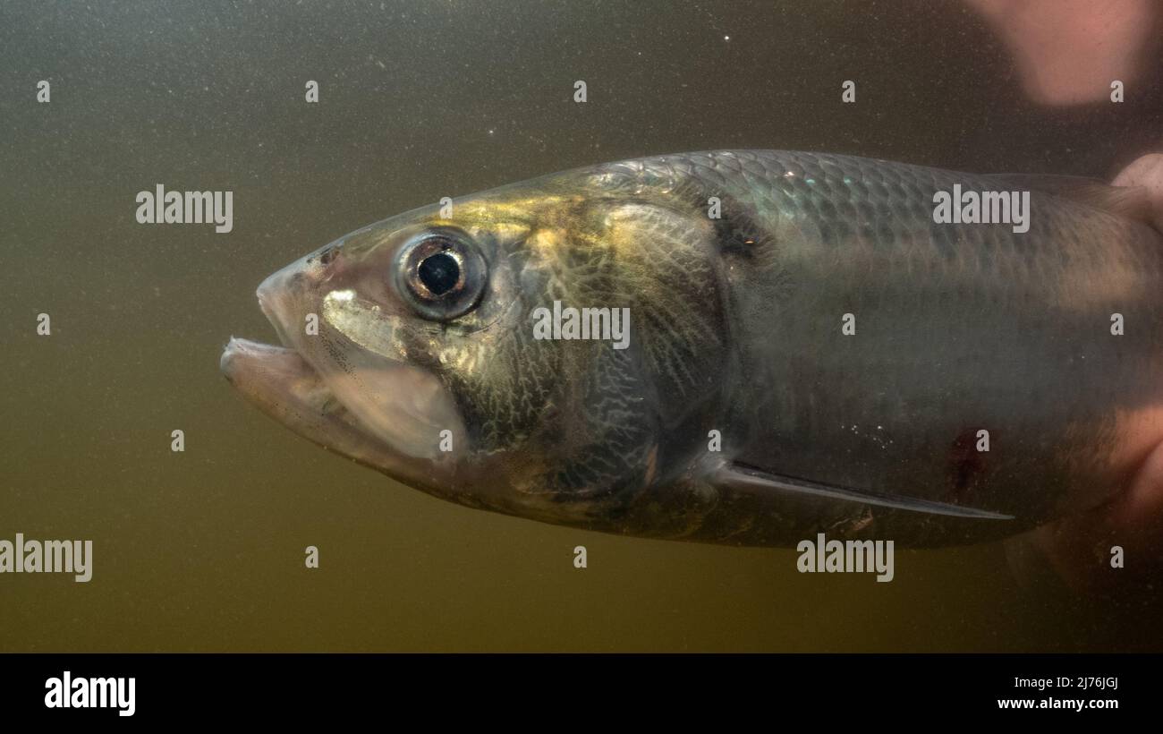 twaite shad on the river severn being released Stock Photo - Alamy