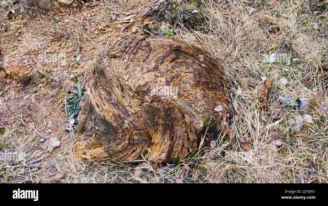 Weathered tree stump Stock Photo - Alamy