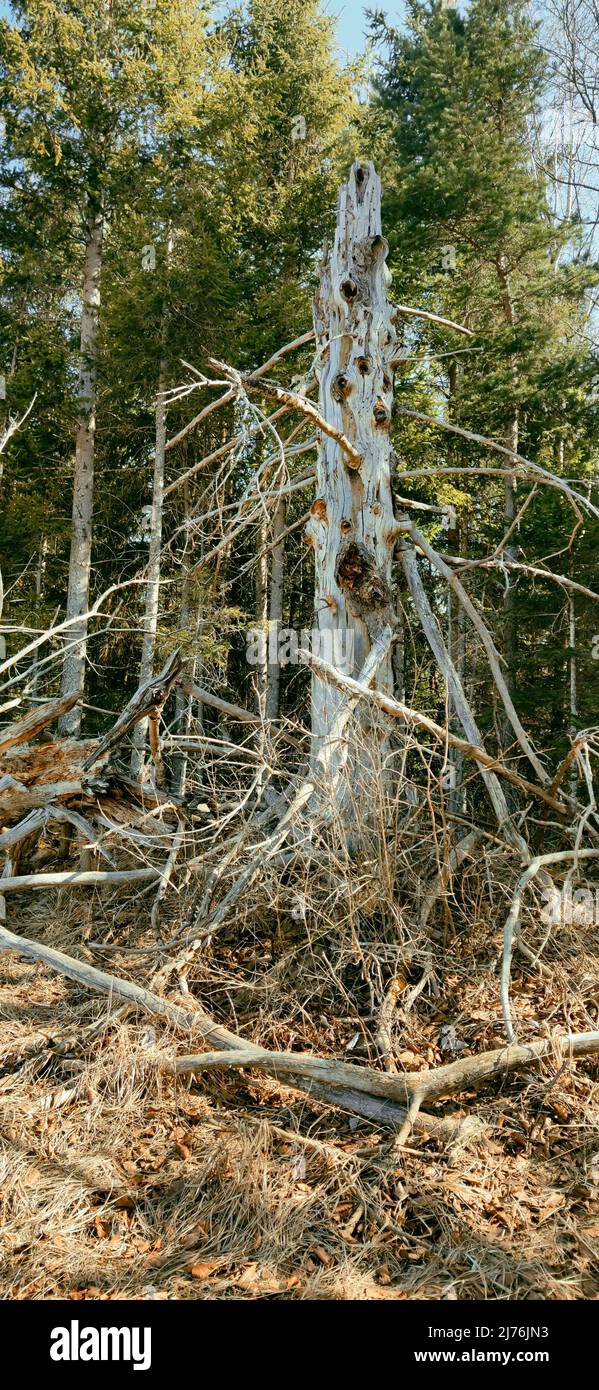 Bizarre dead wood trunk Stock Photo - Alamy
