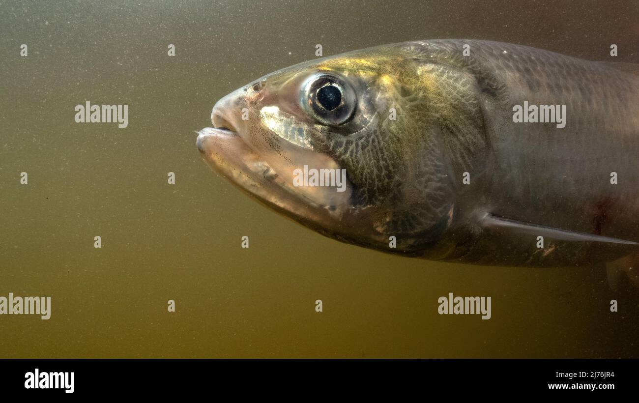 twaite shad on the river severn being released Stock Photo - Alamy